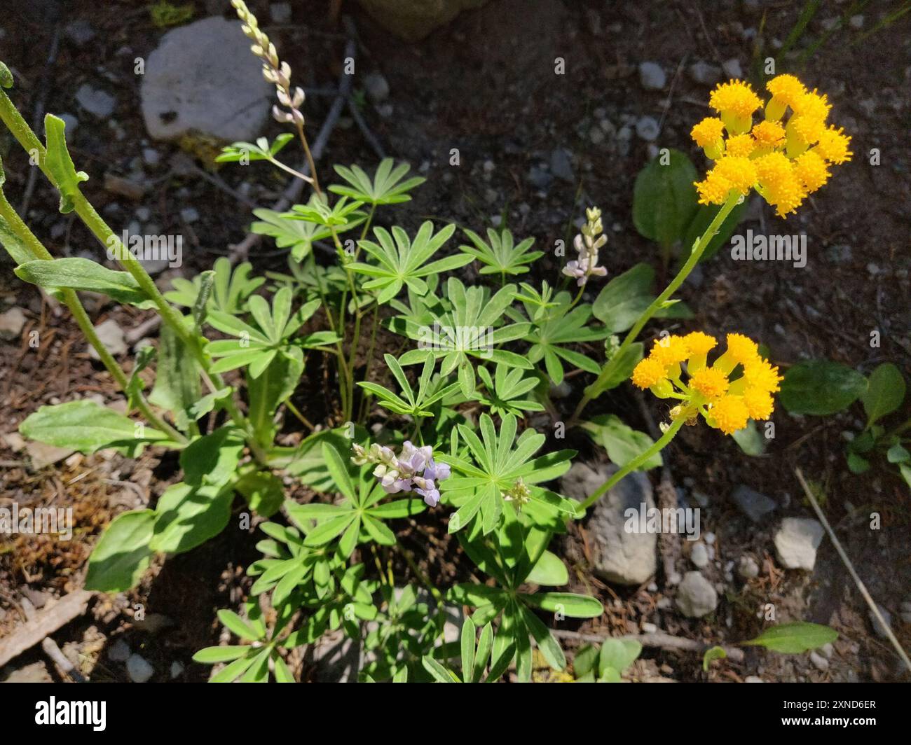 rayless ragwort (Senecio aronicoides) Plantae Stock Photo - Alamy