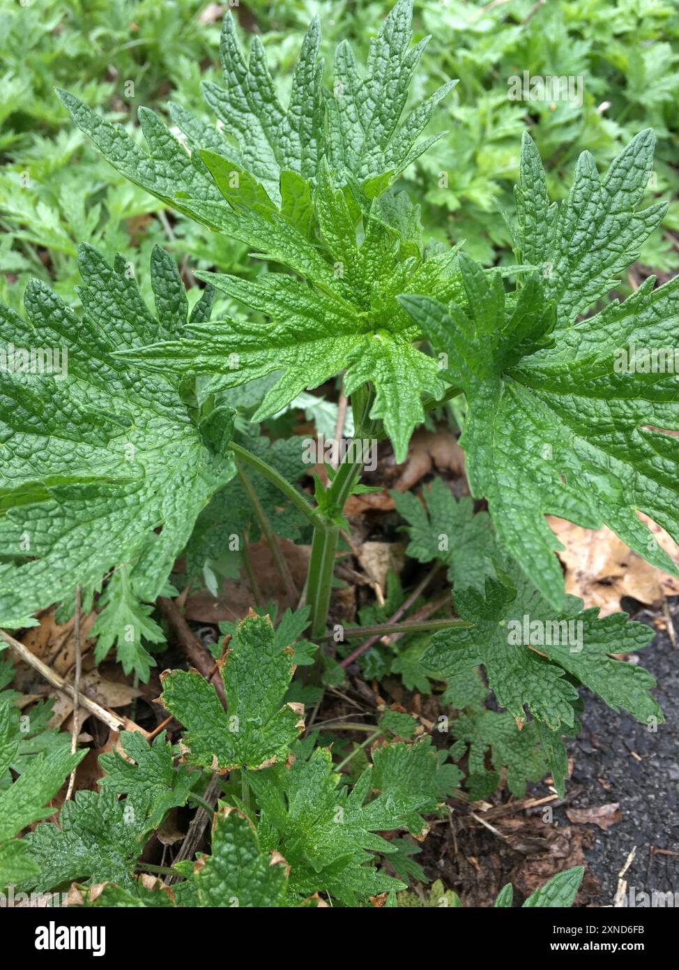 common motherwort (Leonurus cardiaca) Plantae Stock Photo - Alamy