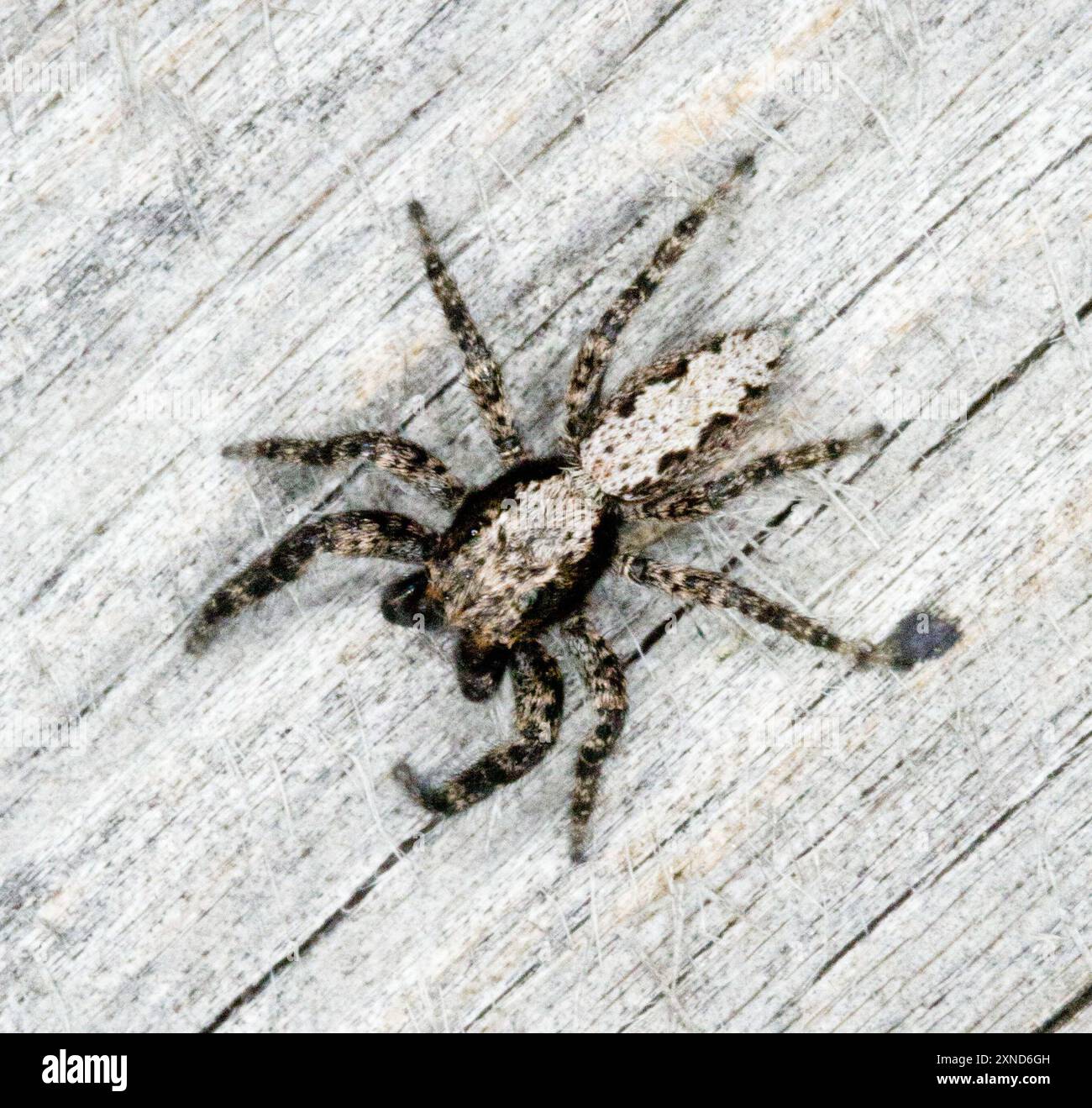 California Flattened Jumping Spider (Platycryptus californicus ...