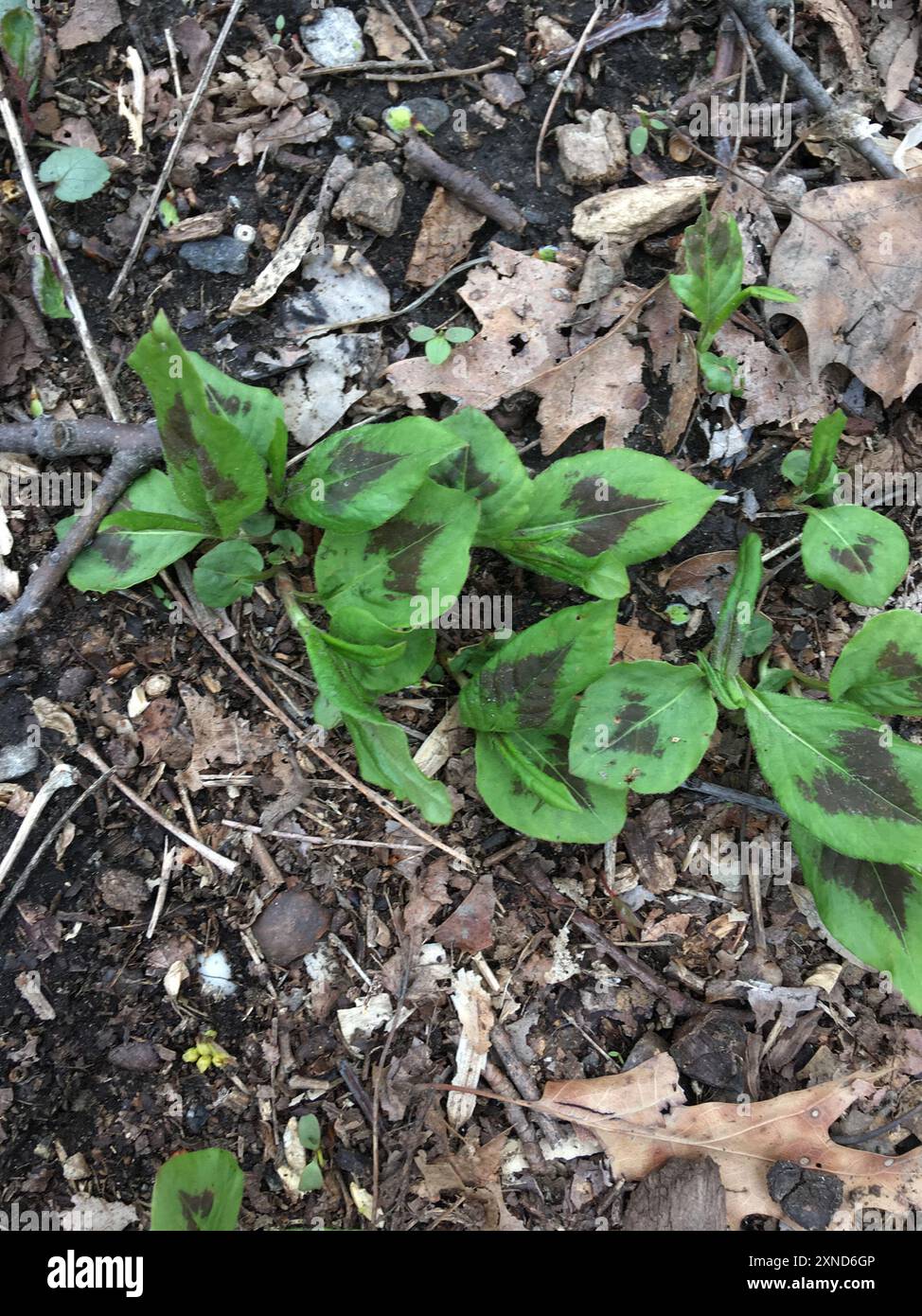 American jumpseed (Persicaria virginiana) Plantae Stock Photo - Alamy