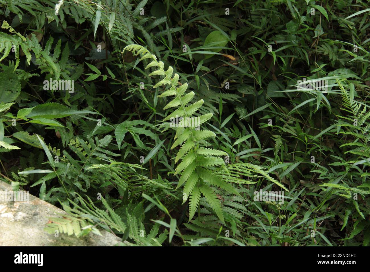 Parasitic Tri-vein Fern (Christella parasitica) Plantae Stock Photo - Alamy