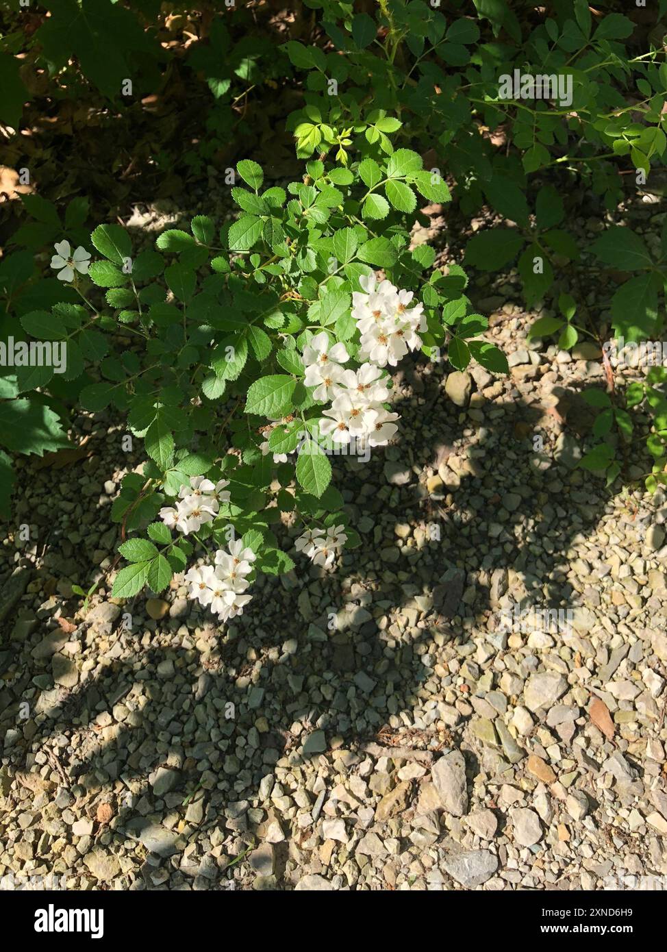 multiflora rose (Rosa multiflora) Plantae Stock Photo - Alamy