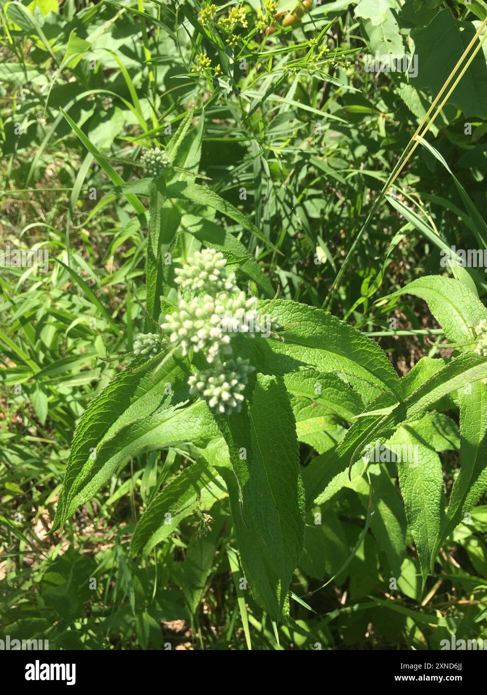 common boneset (Eupatorium perfoliatum) Plantae Stock Photo - Alamy