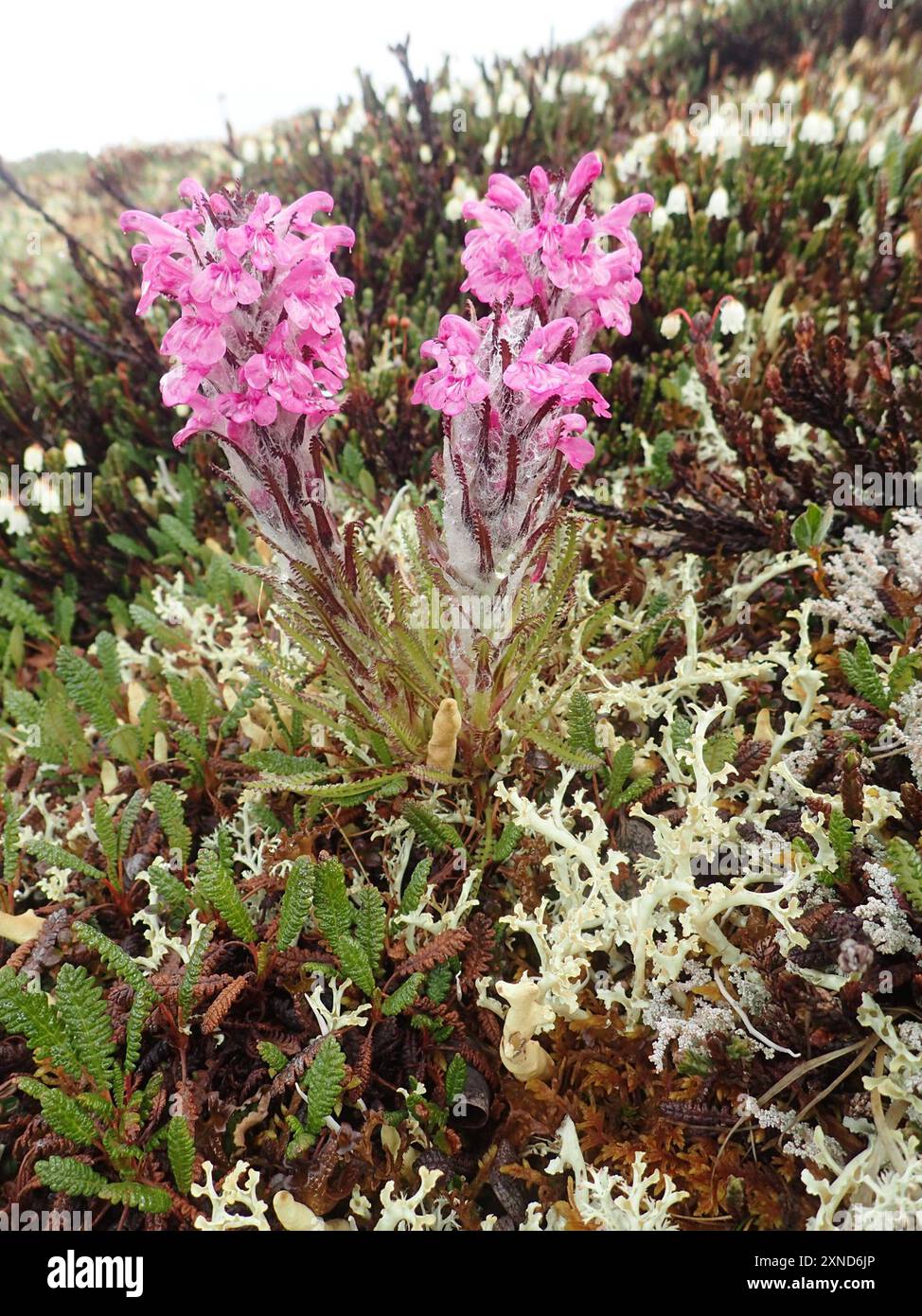 Woolly Lousewort (Pedicularis lanata) Plantae Stock Photo - Alamy