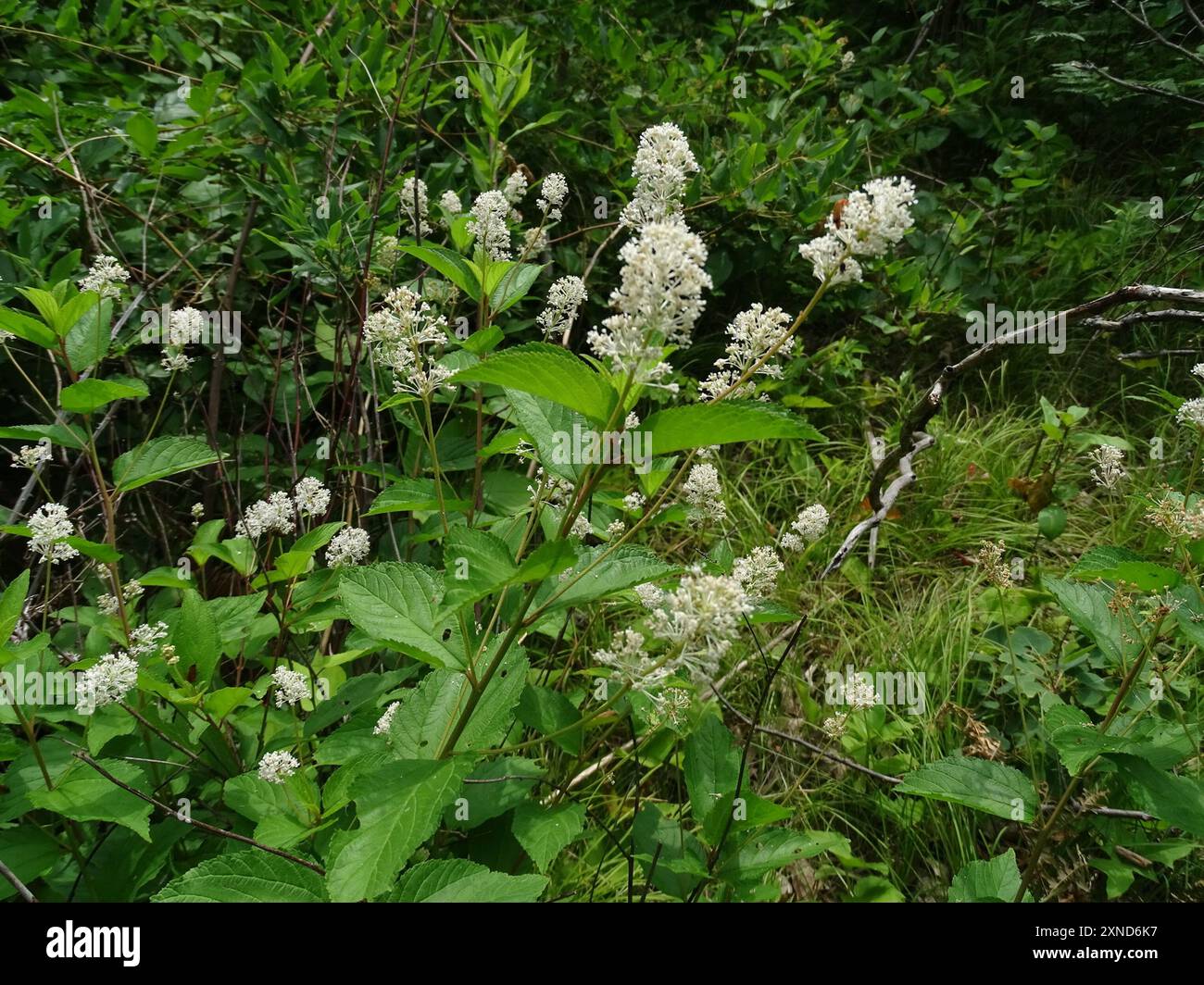 New Jersey tea (Ceanothus americanus) Plantae Stock Photo - Alamy