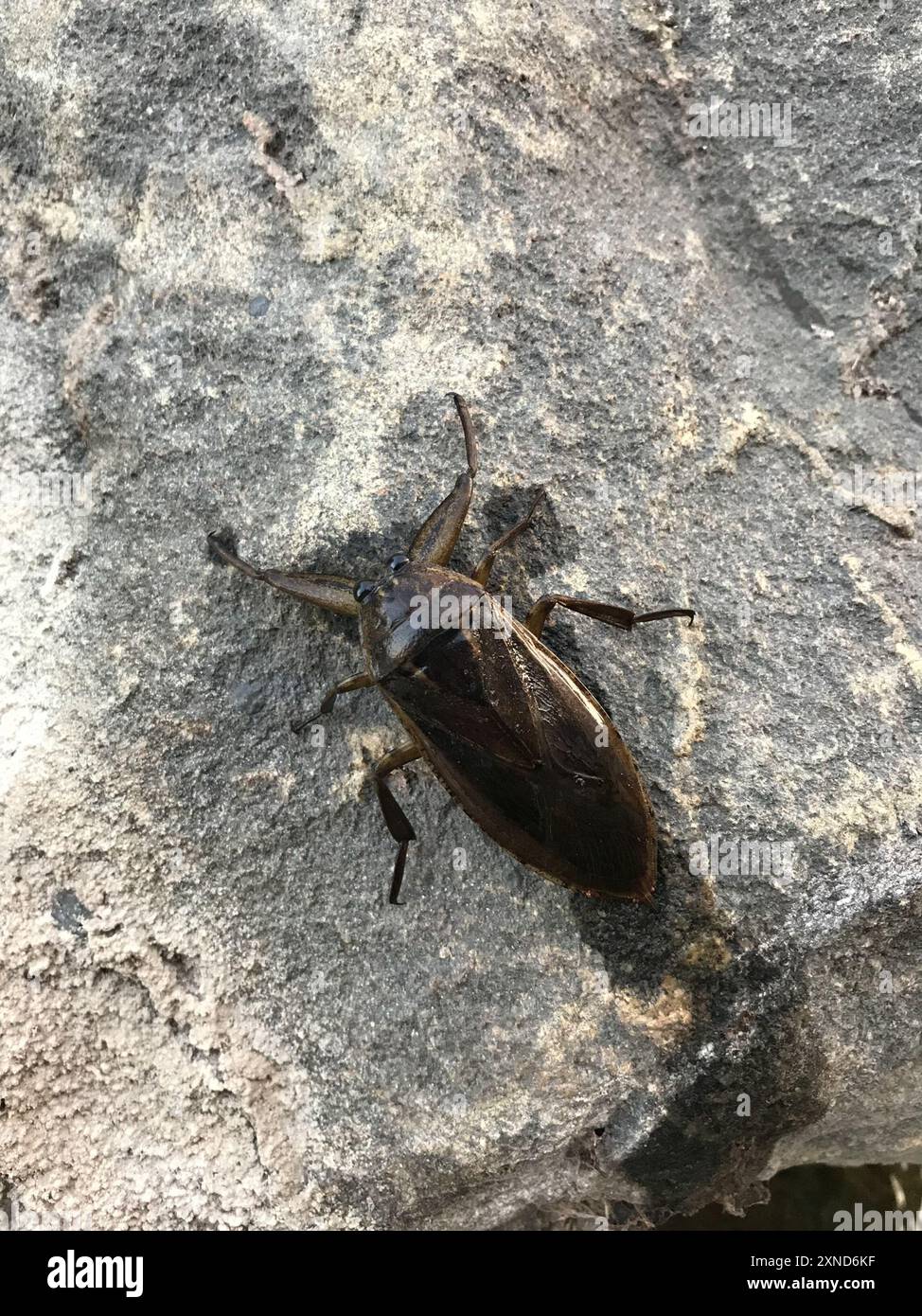 American Giant Water Bug (Lethocerus americanus) Insecta Stock Photo ...