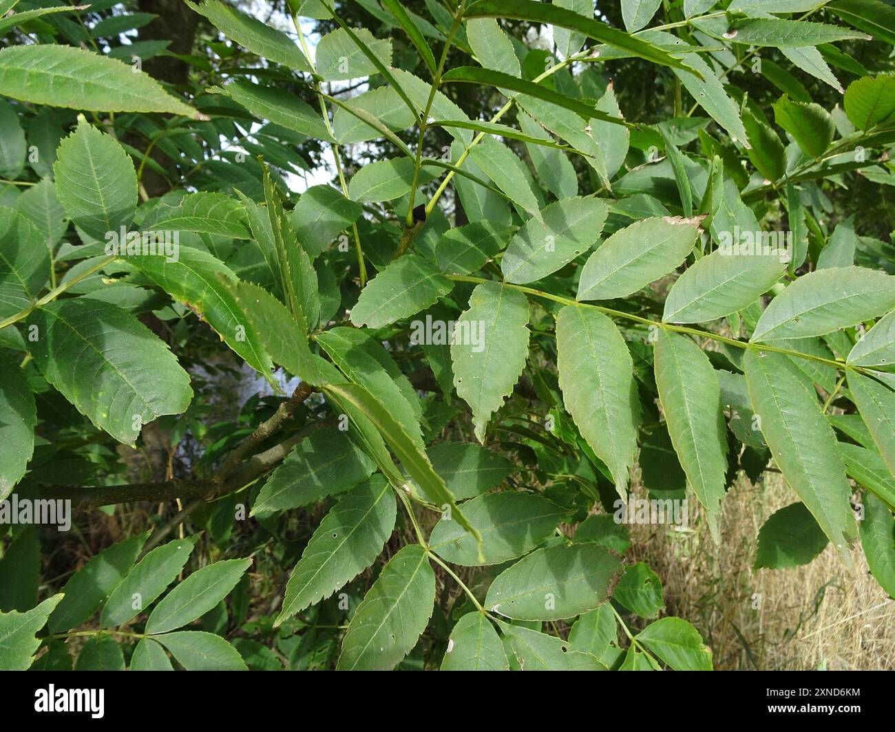 European ash (Fraxinus excelsior) Plantae Stock Photo - Alamy