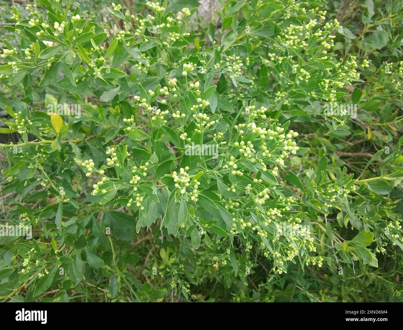 groundsel tree (Baccharis halimifolia) Plantae Stock Photo - Alamy