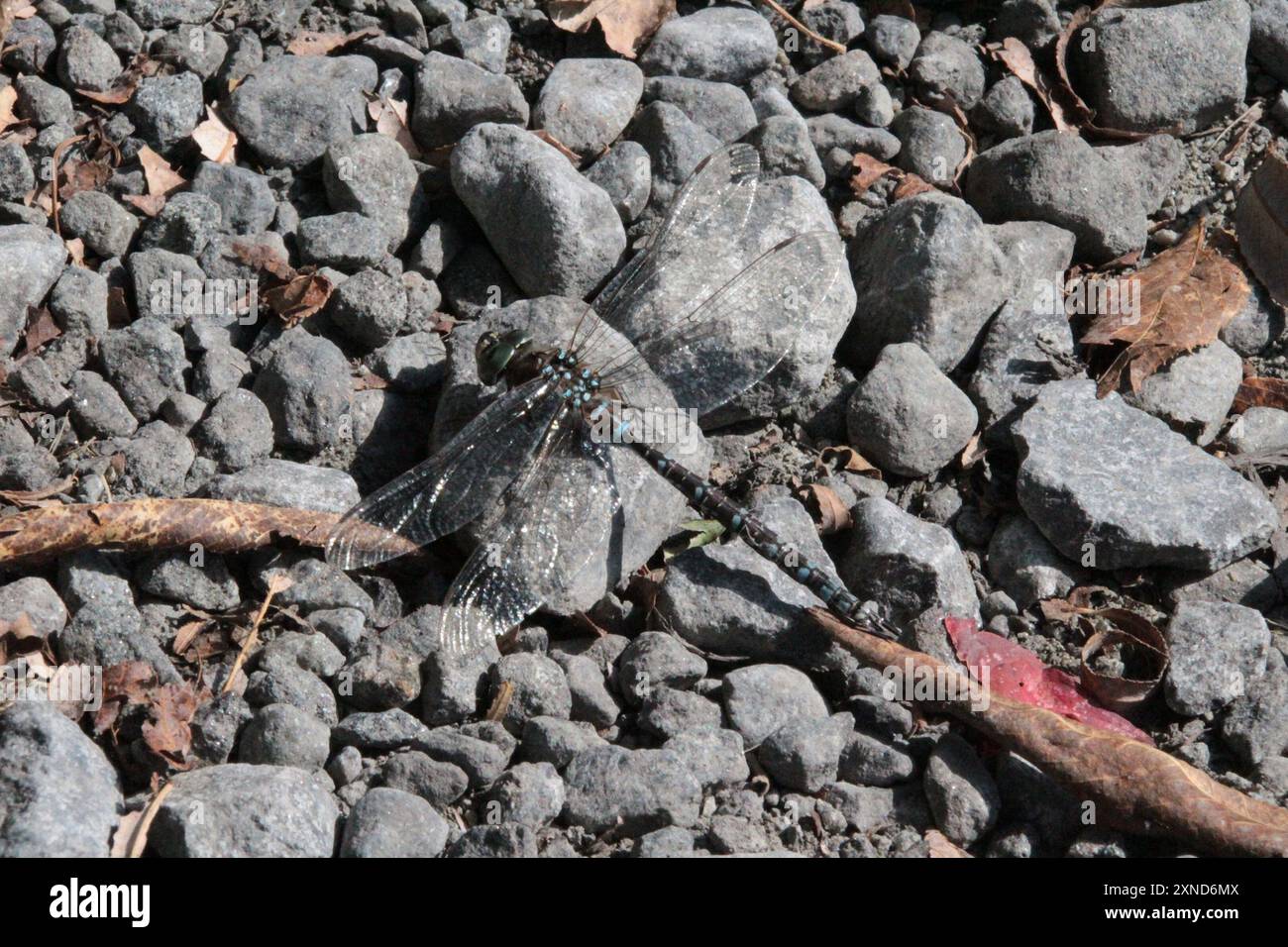 Lake Darner (Aeshna eremita) Insecta Stock Photo - Alamy