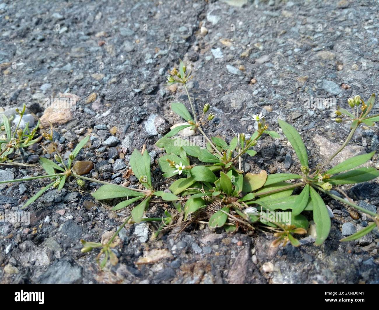 green carpetweed (Mollugo verticillata) Plantae Stock Photo - Alamy