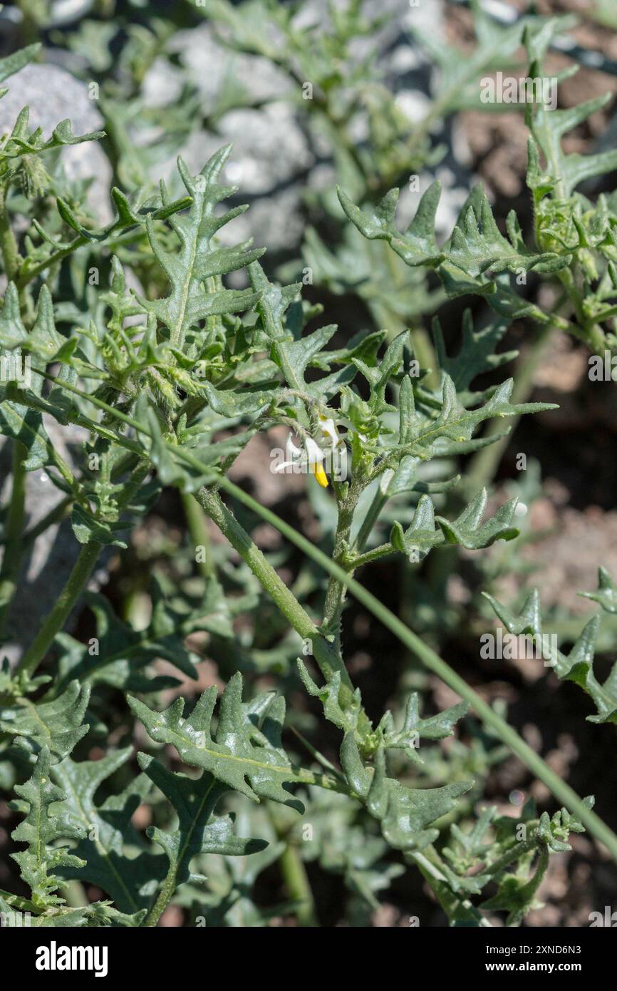 Cutleaf Nightshade (Solanum triflorum) Plantae Stock Photo - Alamy