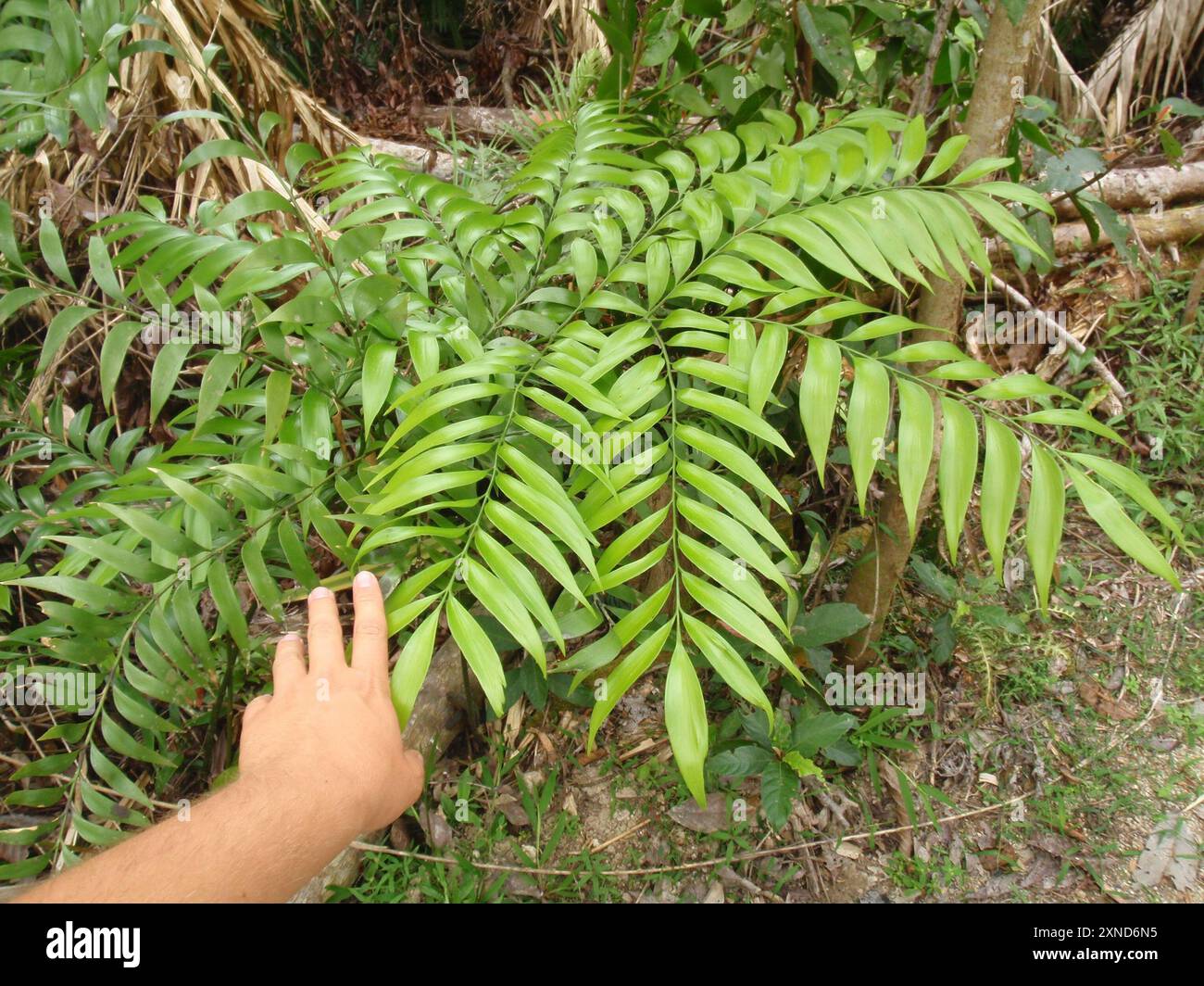 Zamia Fern (Bowenia spectabilis) Plantae Stock Photo - Alamy