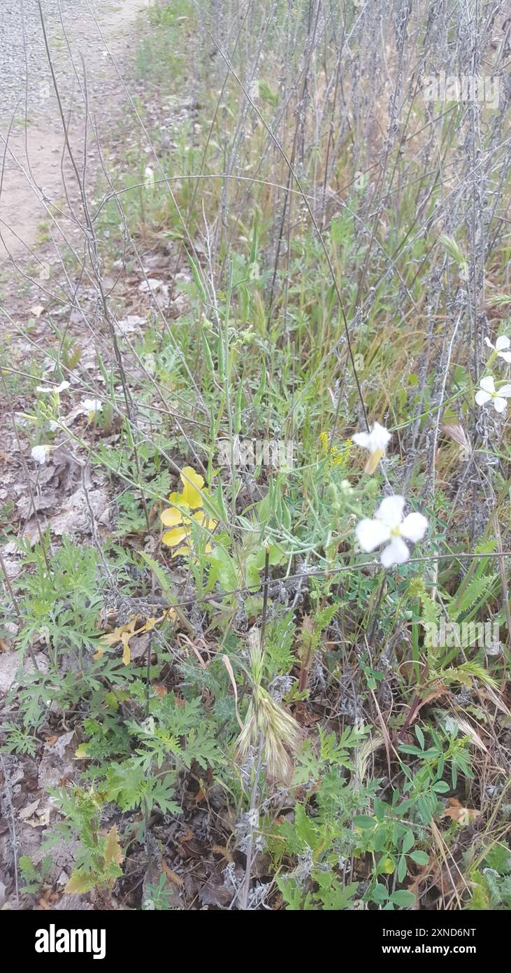 wild and domestic radish (Raphanus raphanistrum sativus) Plantae Stock ...