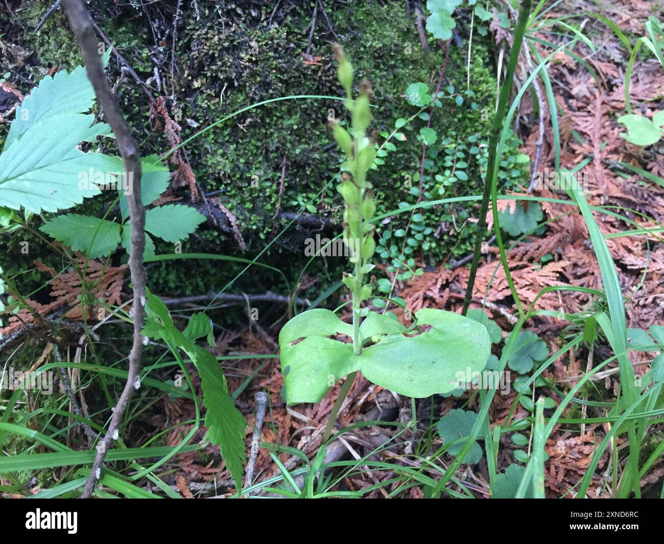 Convallarioides hi-res stock photography and images - Alamy