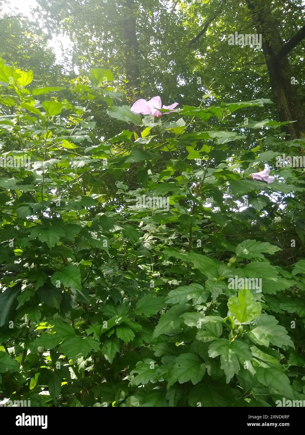 common hibiscus (Hibiscus syriacus) Plantae Stock Photo - Alamy