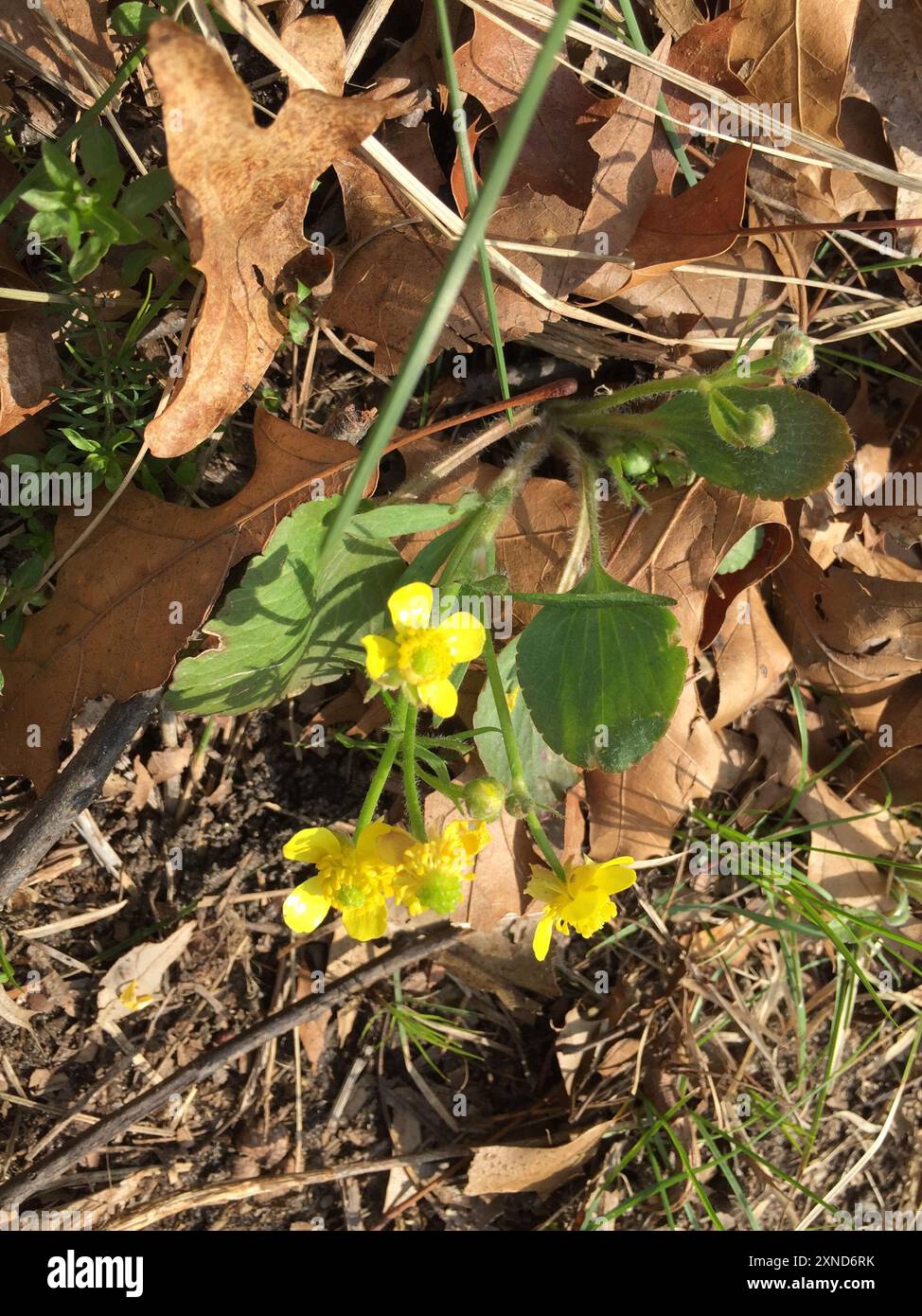 Prairie Buttercup (Ranunculus rhomboideus) Plantae Stock Photo - Alamy