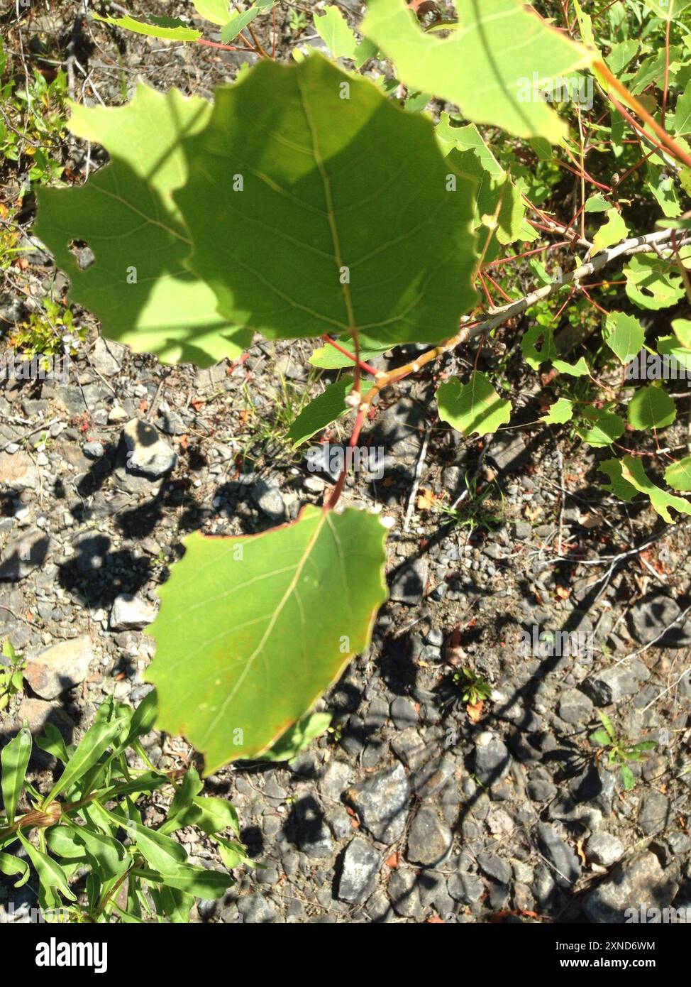 bigtooth aspen (Populus grandidentata) Plantae Stock Photo - Alamy