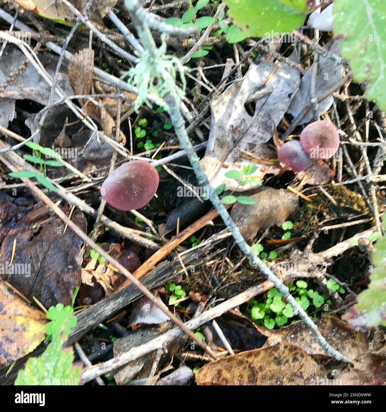 red pinwheel (Marasmius plicatulus) Fungi Stock Photo - Alamy