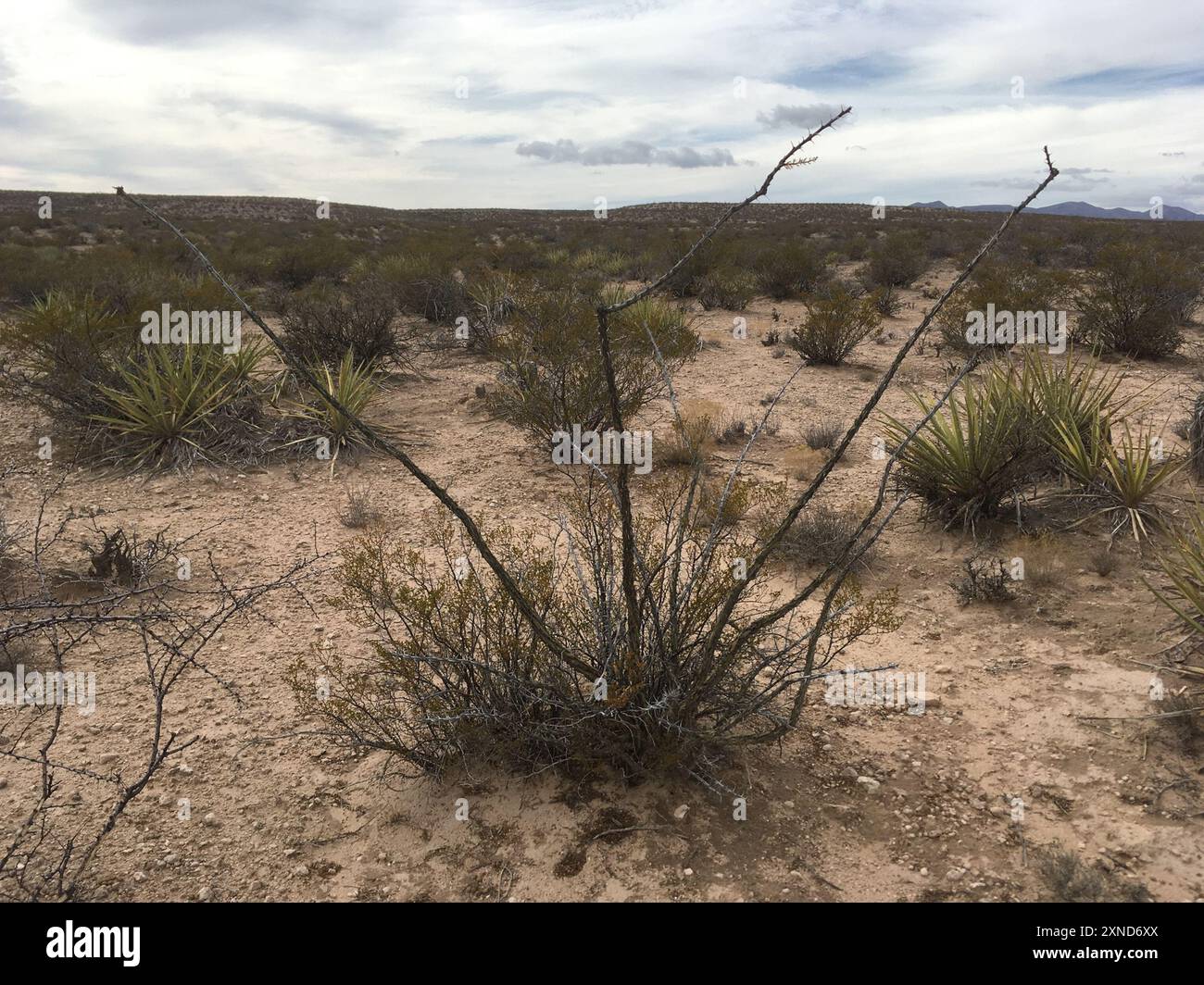 ocotillo (Fouquieria splendens) Plantae Stock Photo - Alamy