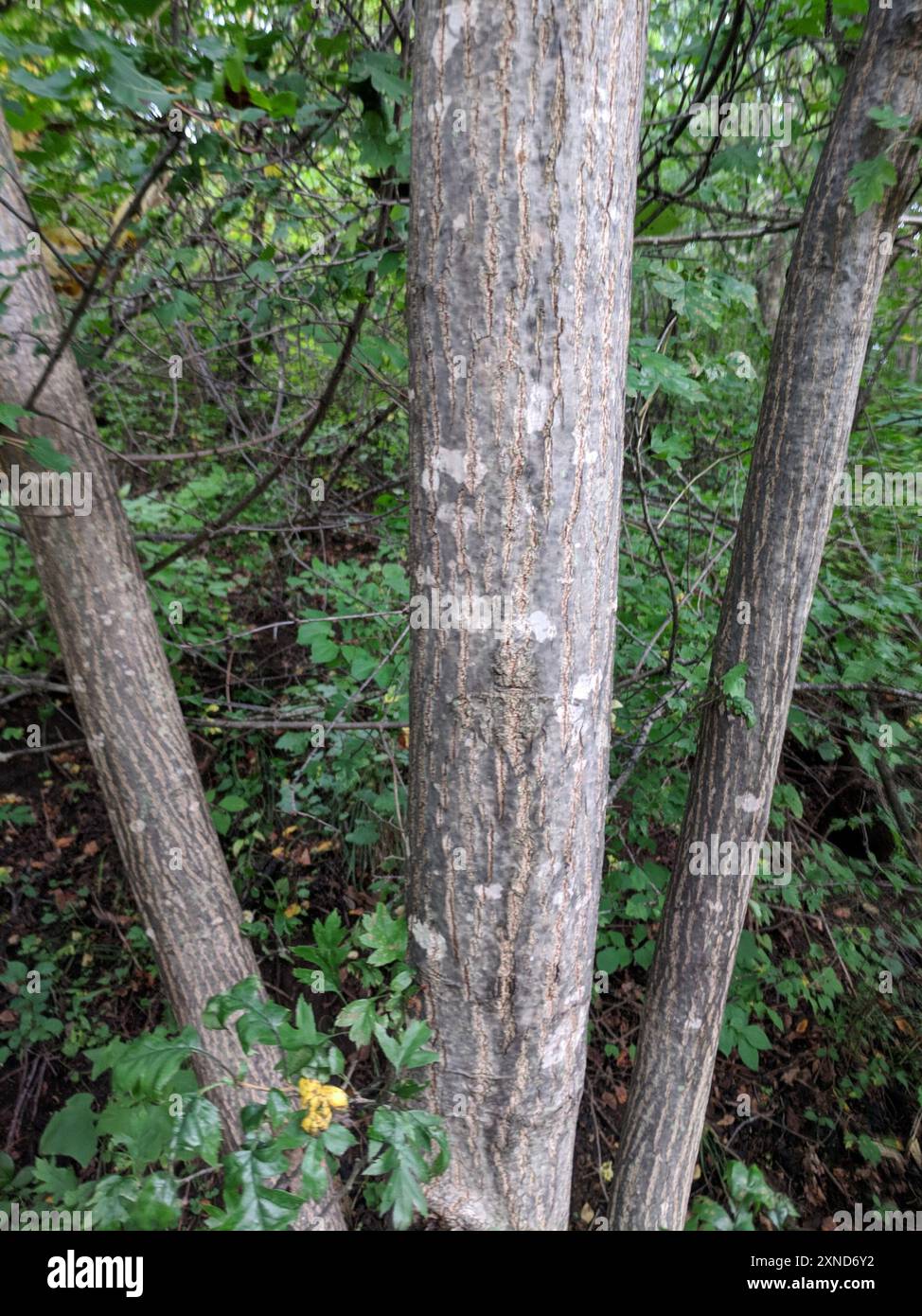 Manchurian walnut (Juglans mandshurica) Plantae Stock Photo - Alamy