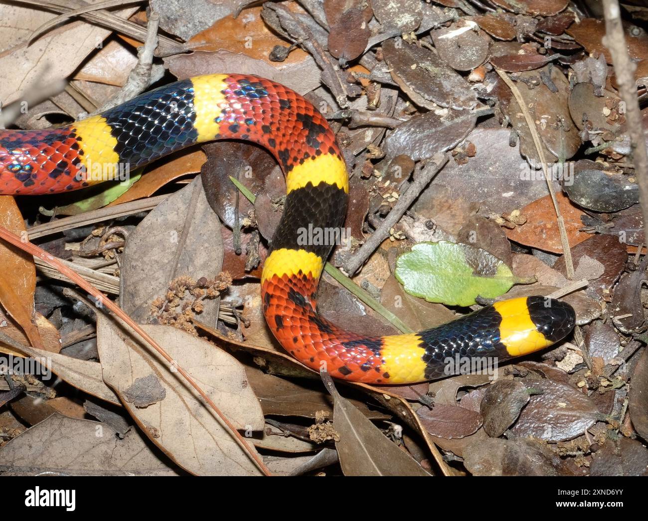 Texas Coralsnake (Micrurus tener) Reptilia Stock Photo - Alamy