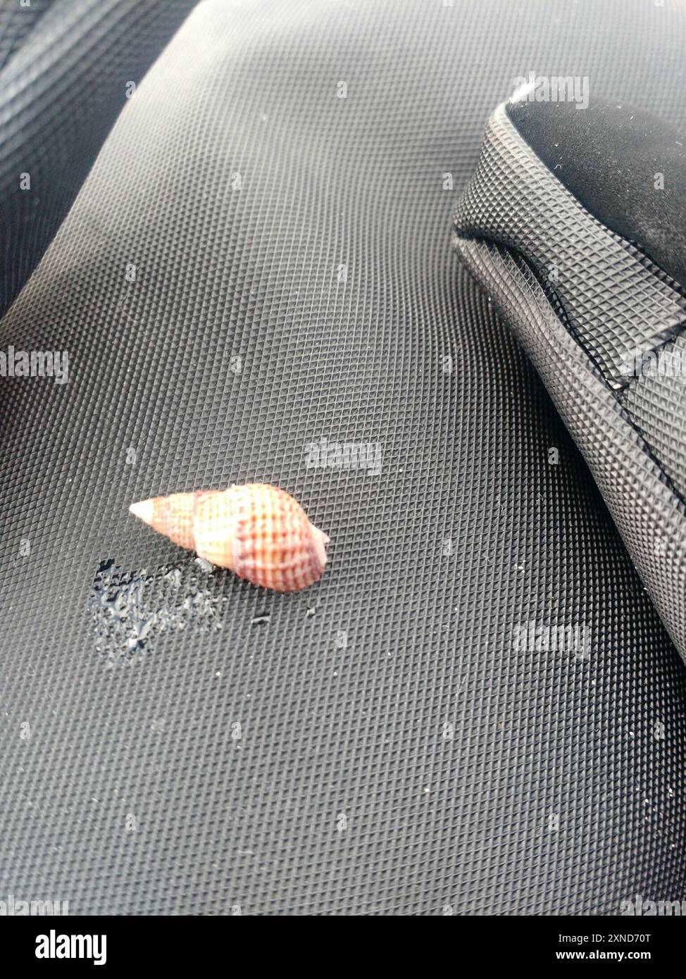 Threeline Mudsnail (Ilyanassa trivittata) Mollusca Stock Photo - Alamy