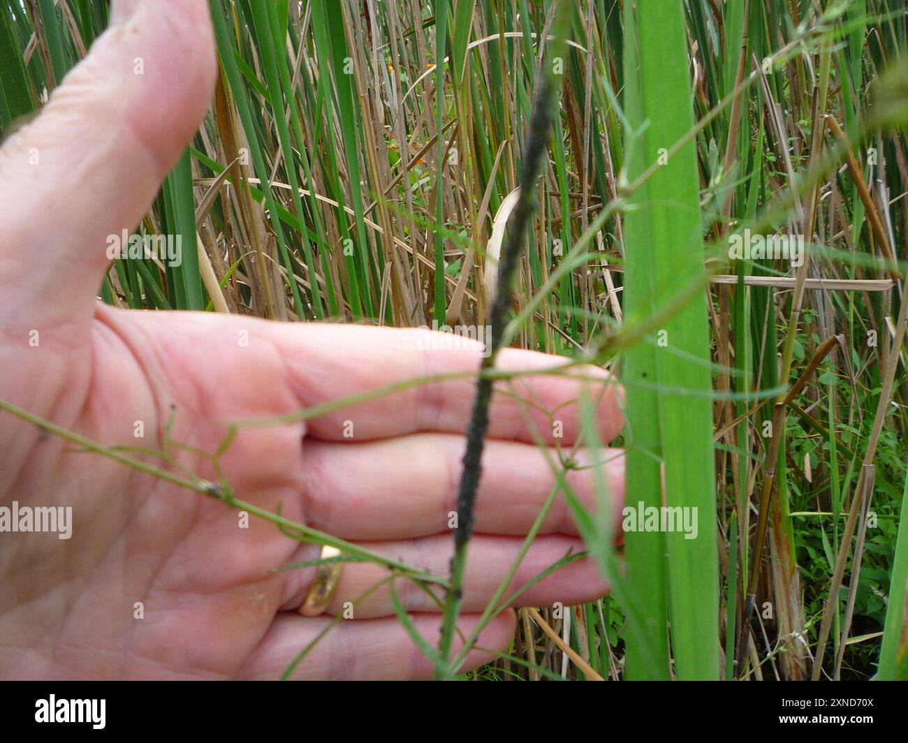 bulblet-bearing water hemlock (Cicuta bulbifera) Plantae Stock Photo ...