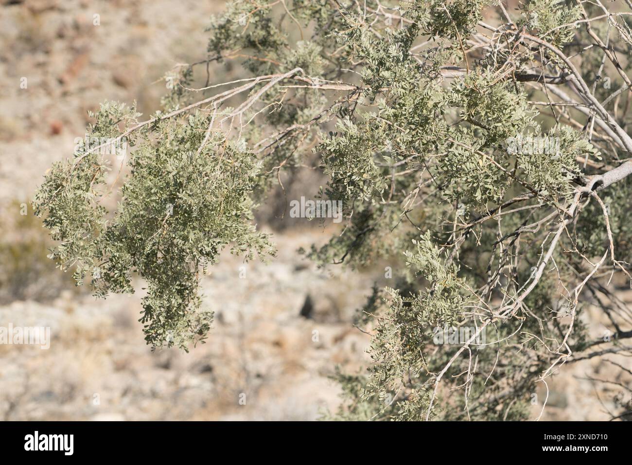 desert ironwood (Olneya tesota) Plantae Stock Photo - Alamy