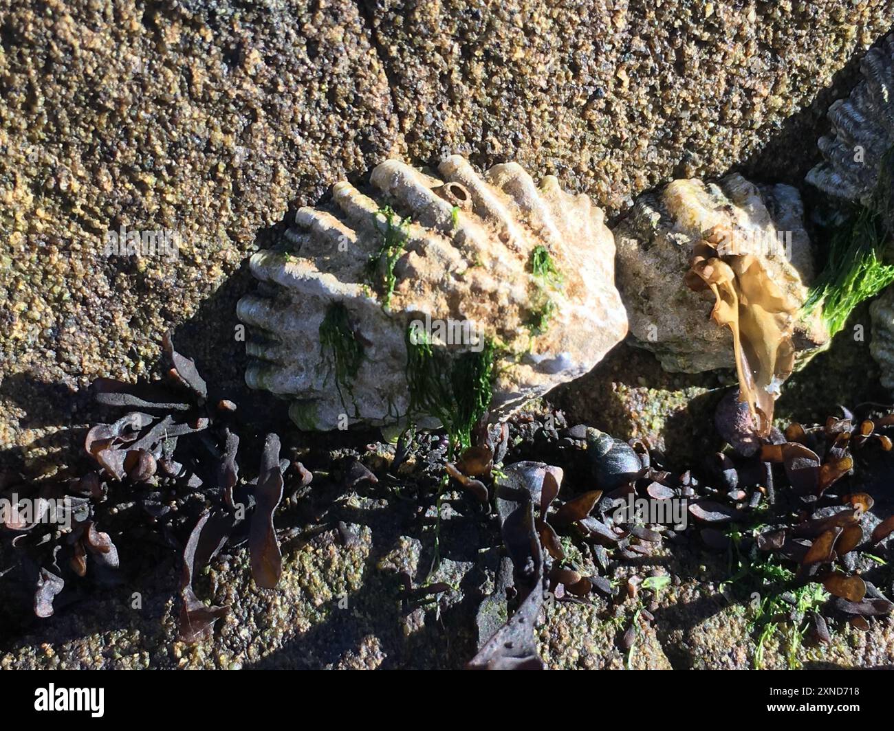Rough Limpet (Lottia scabra) Mollusca Stock Photo - Alamy