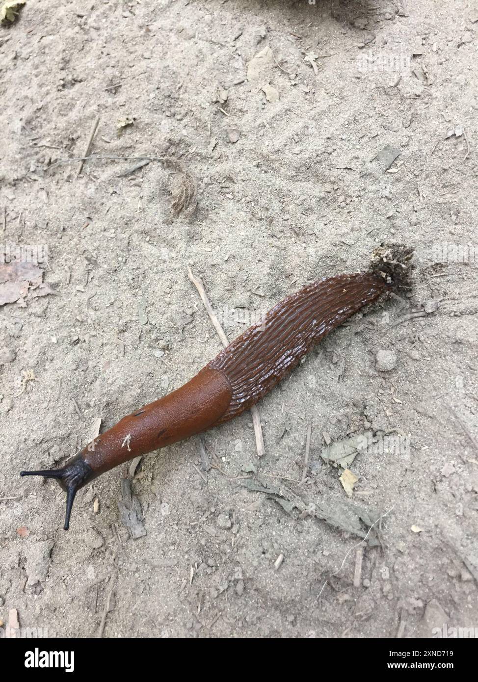 Black Slug (Arion ater) Mollusca Stock Photo - Alamy