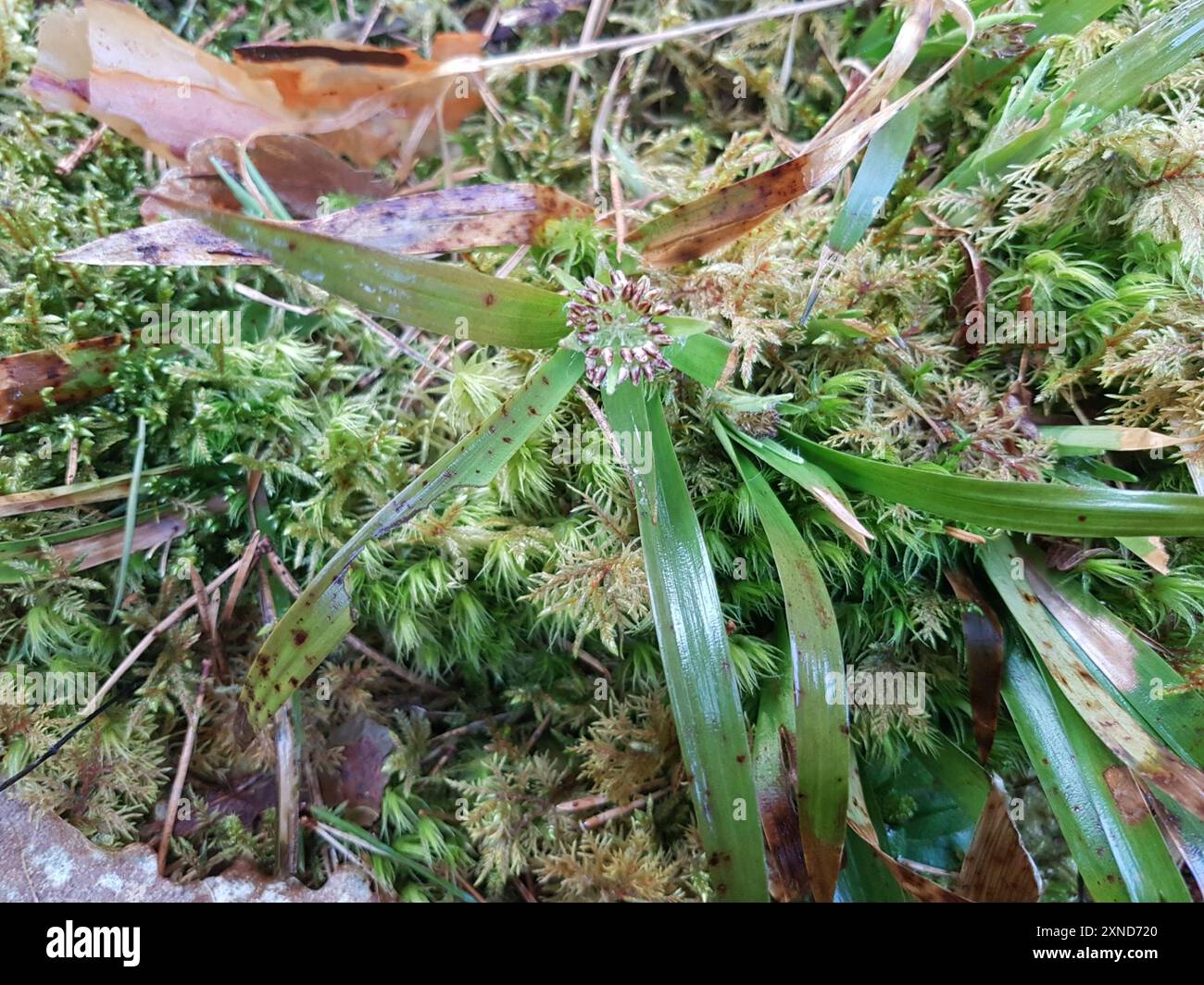 Hairy Woodrush (Luzula pilosa) Plantae Stock Photo - Alamy