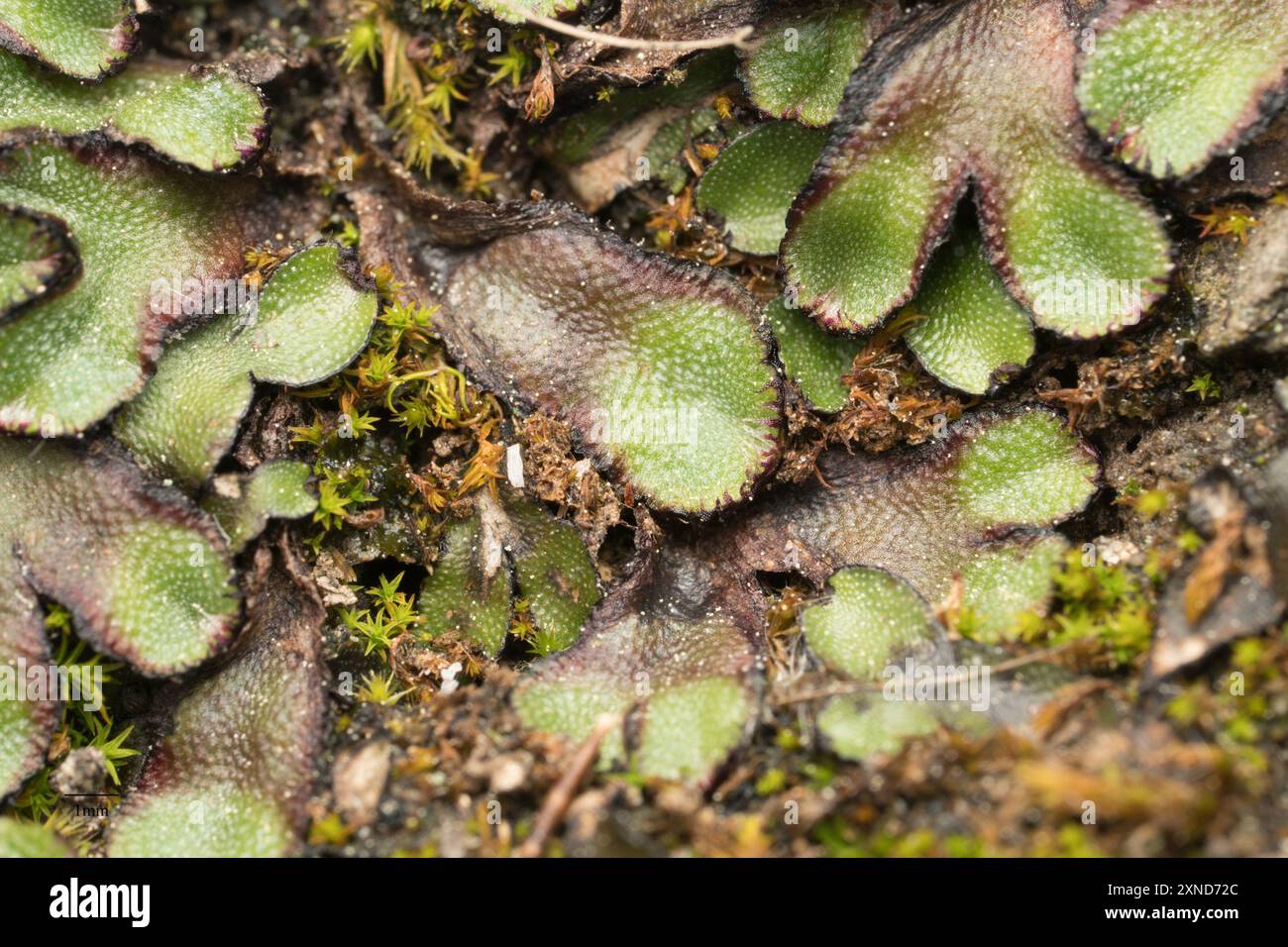 California asterella (Asterella californica) Plantae Stock Photo - Alamy