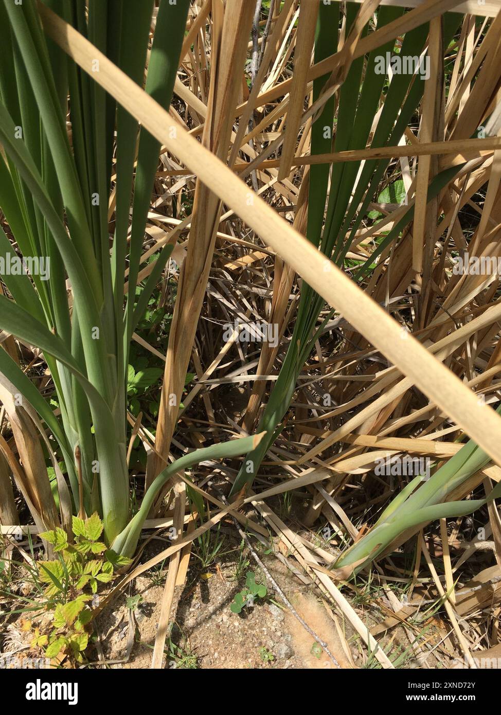 southern cattail (Typha domingensis) Plantae Stock Photo - Alamy