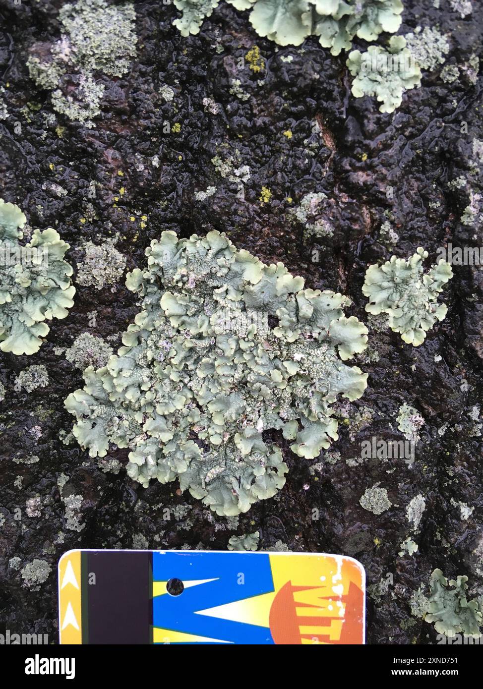 common greenshield lichen (Flavoparmelia caperata) Fungi Stock Photo ...