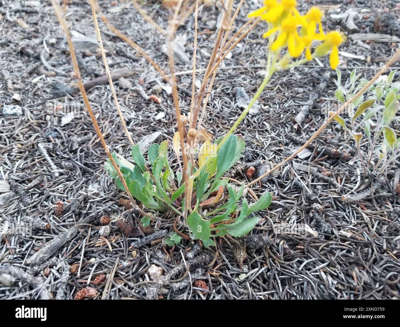 Tall western groundsel (Senecio integerrimus) Plantae Stock Photo - Alamy