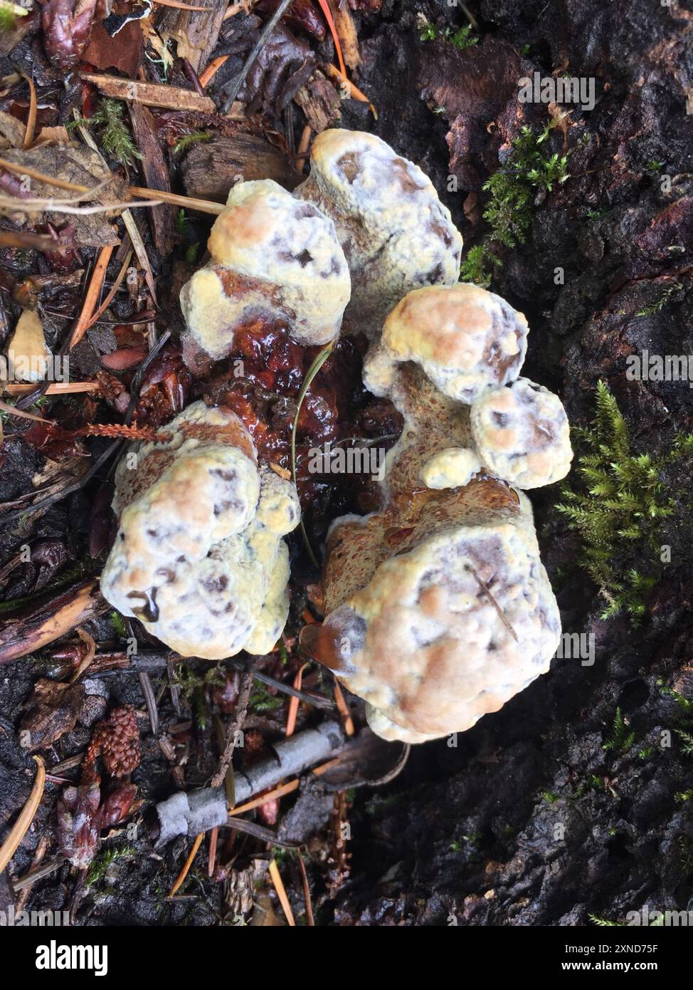 Dyer's Polypore (Phaeolus schweinitzii) Fungi Stock Photo - Alamy