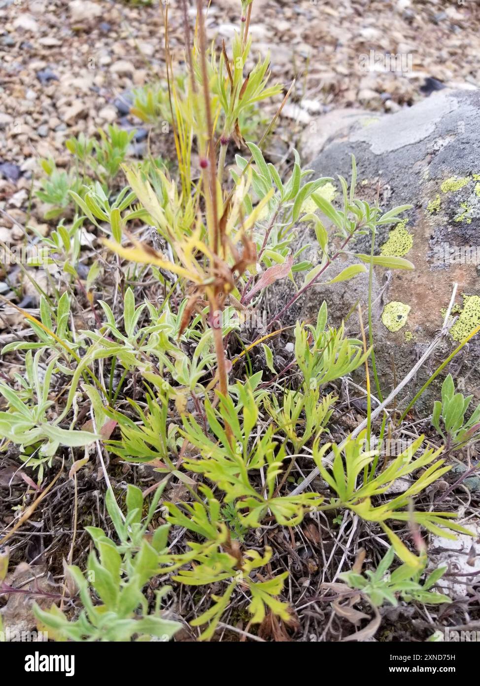 Cutleaf Anemone (Anemone multifida) Plantae Stock Photo - Alamy