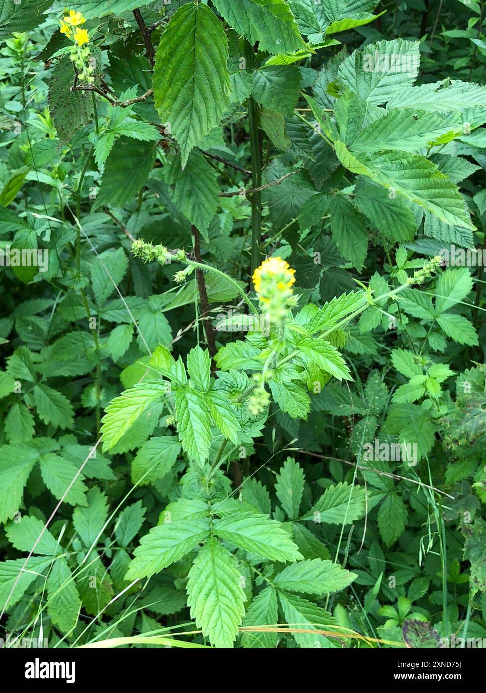 tall hairy agrimony (Agrimonia gryposepala) Plantae Stock Photo - Alamy