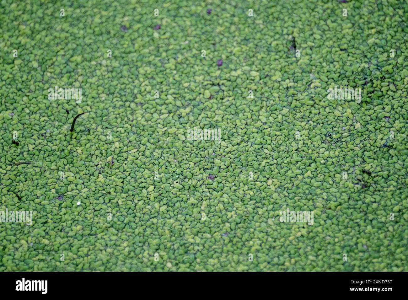 Duckweeds (Lemna) Plantae Stock Photo - Alamy