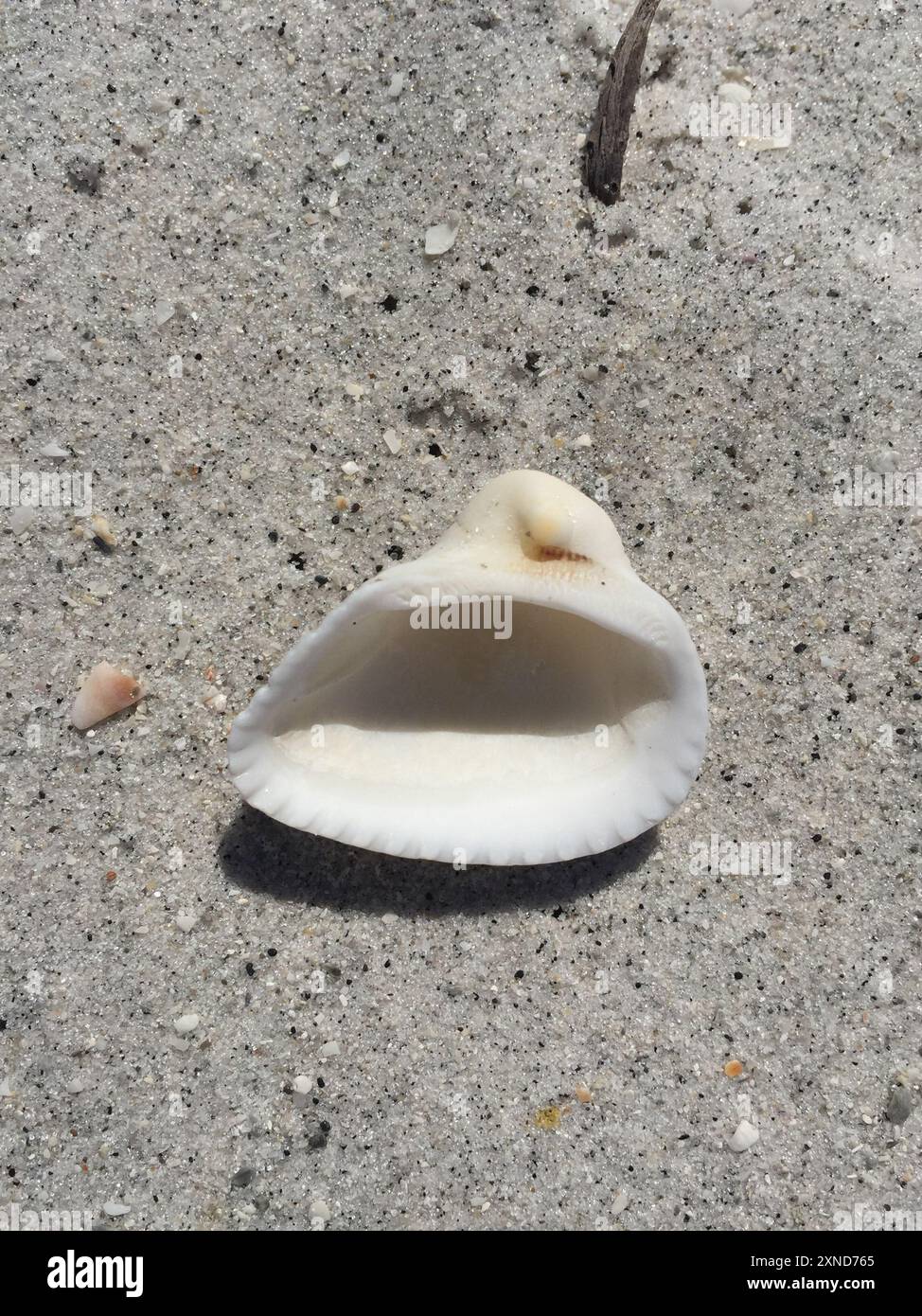 Ponderous Ark (Noetia ponderosa) Mollusca Stock Photo - Alamy