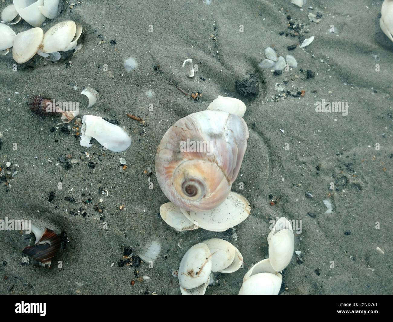 Northern Moonsnail (Euspira heros) Mollusca Stock Photo - Alamy