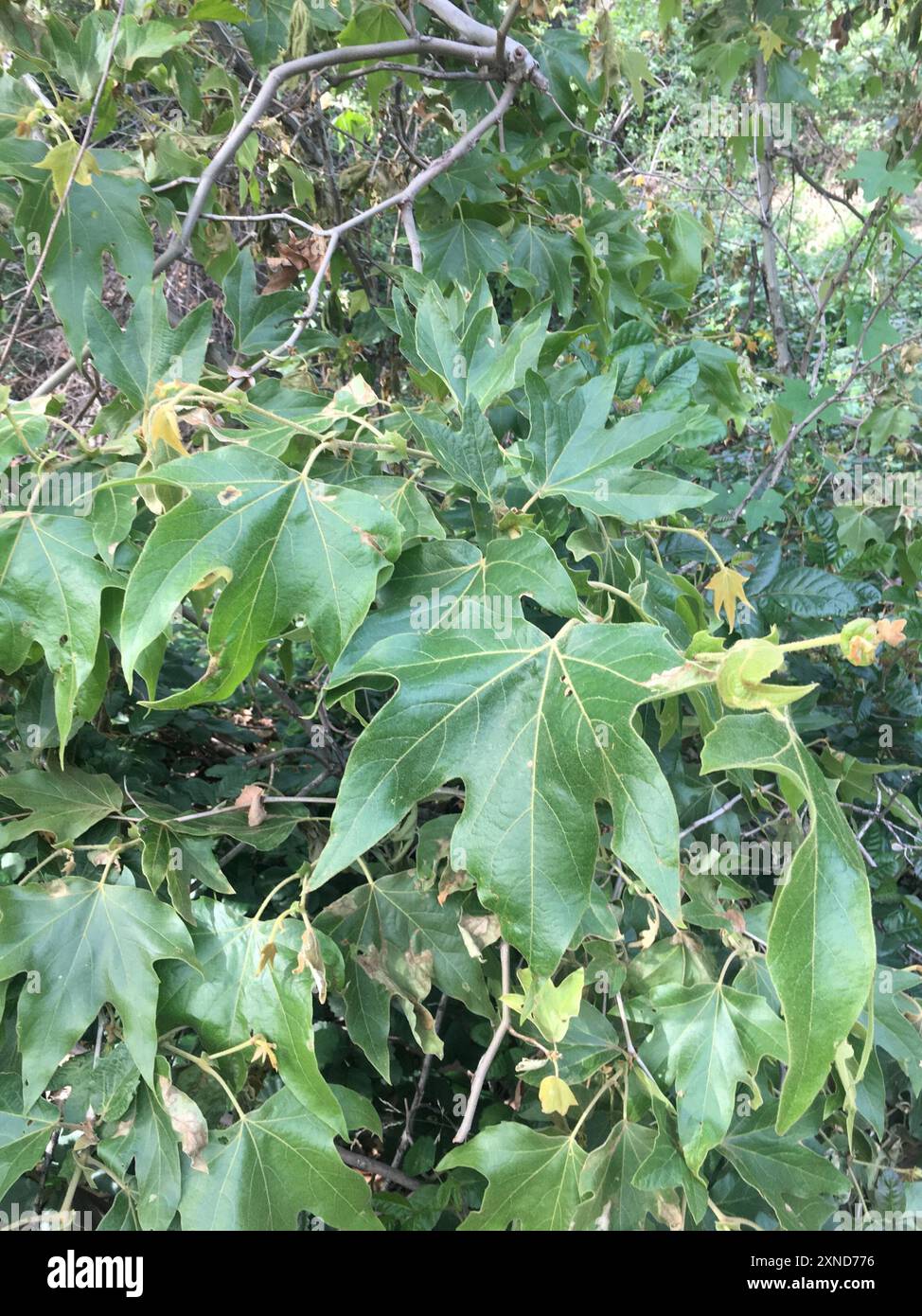 western sycamore (Platanus racemosa) Plantae Stock Photo - Alamy