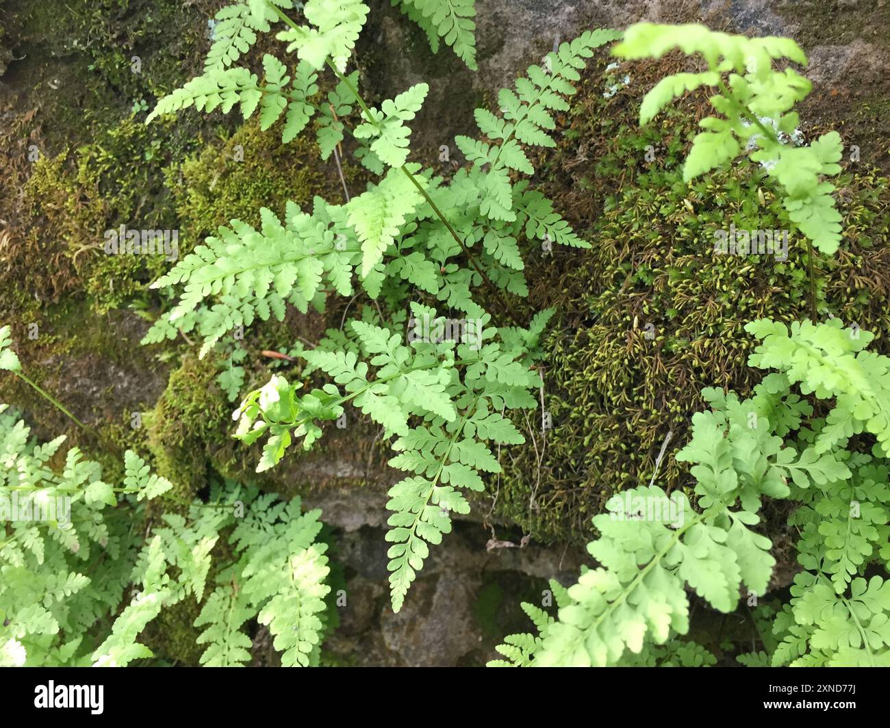 fragile ferns (Cystopteris) Plantae Stock Photo - Alamy