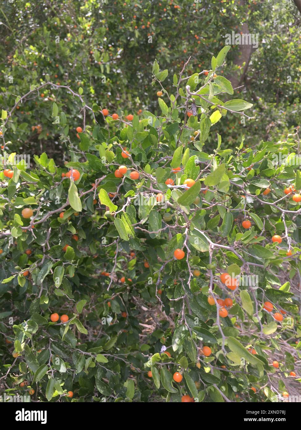 spiny hackberry (Celtis pallida) Plantae Stock Photo - Alamy