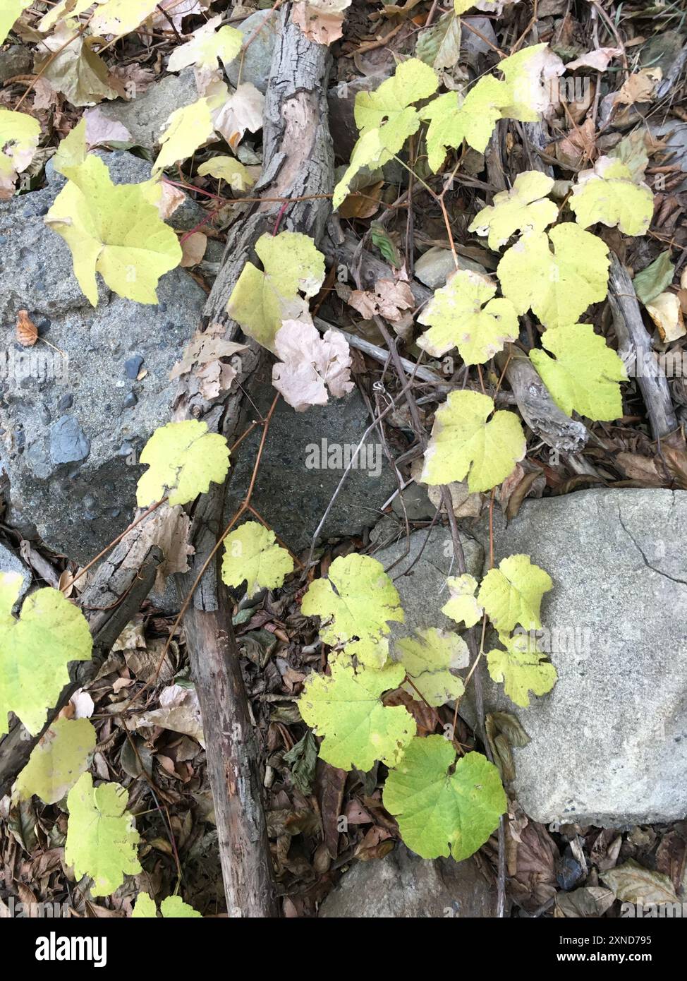 desert wild grape (Vitis girdiana) Plantae Stock Photo - Alamy