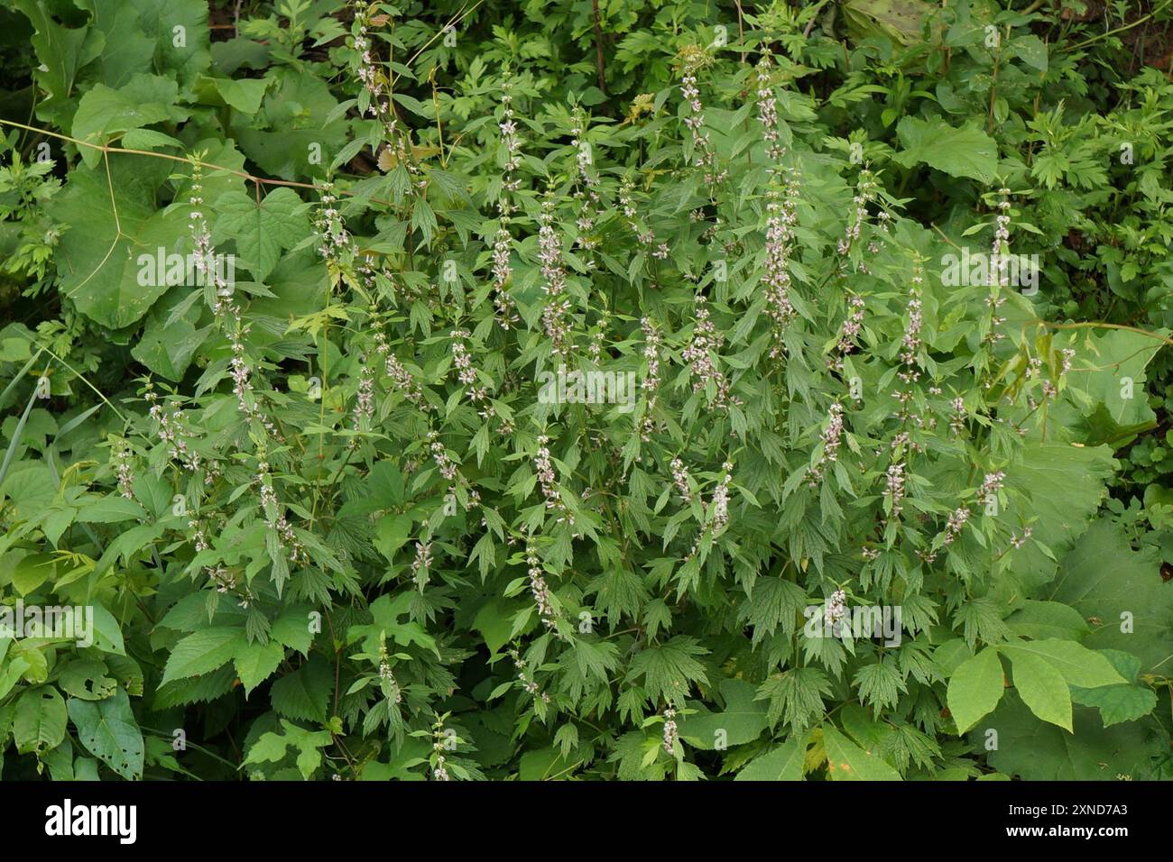 common motherwort (Leonurus cardiaca) Plantae Stock Photo - Alamy