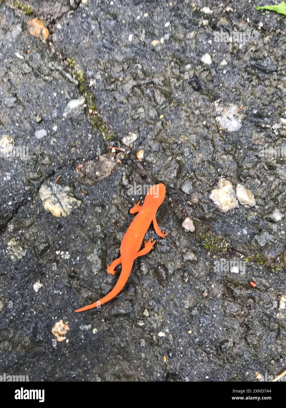 Eastern Newt (Notophthalmus viridescens) Amphibia Stock Photo - Alamy
