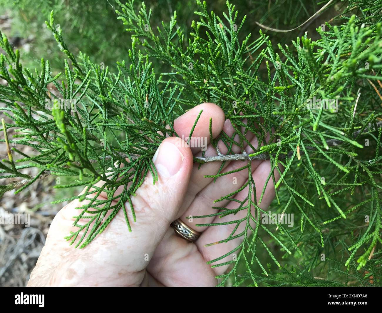 eastern redcedar (Juniperus virginiana) Plantae Stock Photo - Alamy