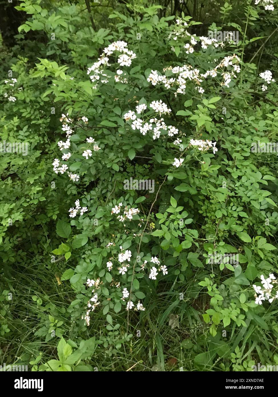 multiflora rose (Rosa multiflora) Plantae Stock Photo - Alamy
