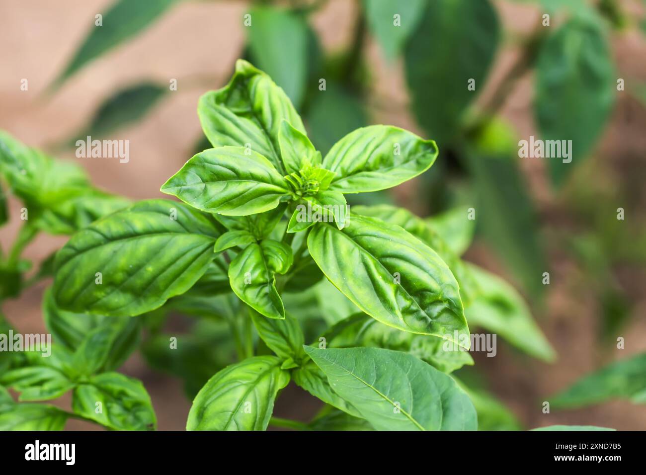 Green organic basil plants grow in soil Stock Photo - Alamy